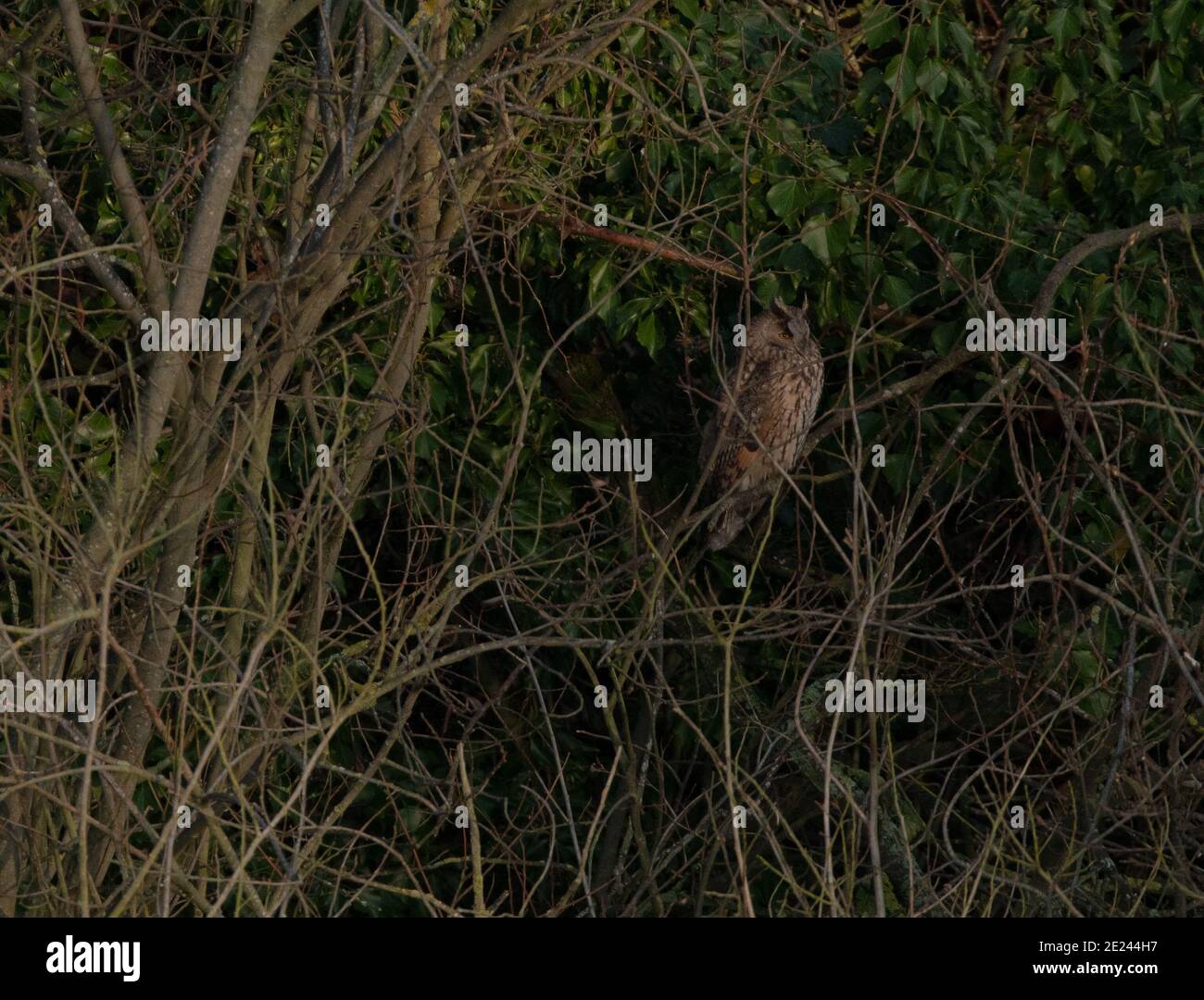 Long eared owl disturbed from sleep Stock Photo - Alamy
