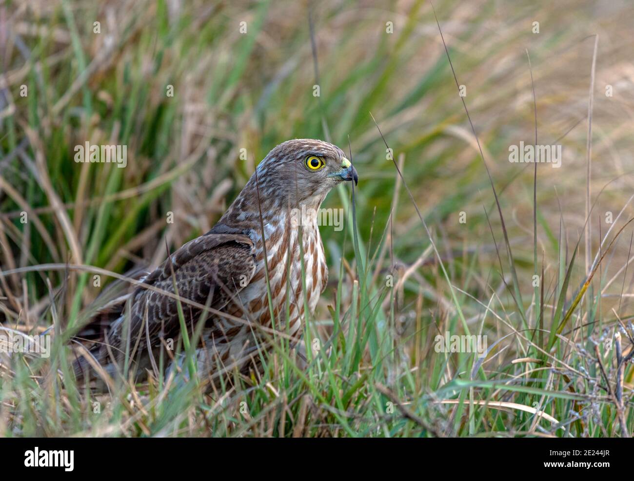 The shikra is a small bird of prey in the family Accipitridae found ...