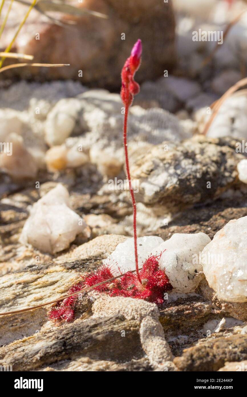 flowering plant of Drosera tentaculata seen in the Serra do Cipó in the ...
