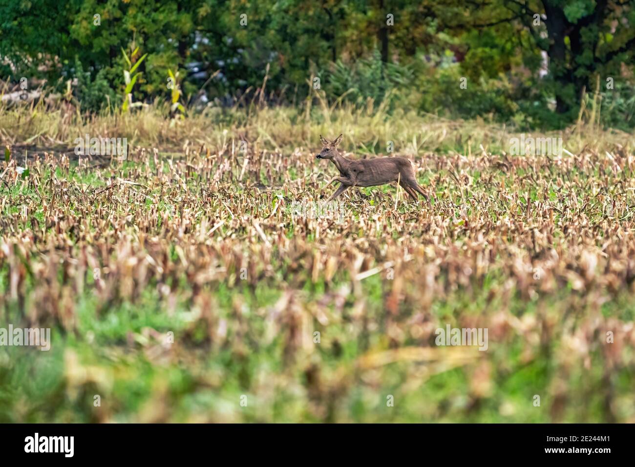 A deer in a freshly cut corn field with forest in the background. In ...