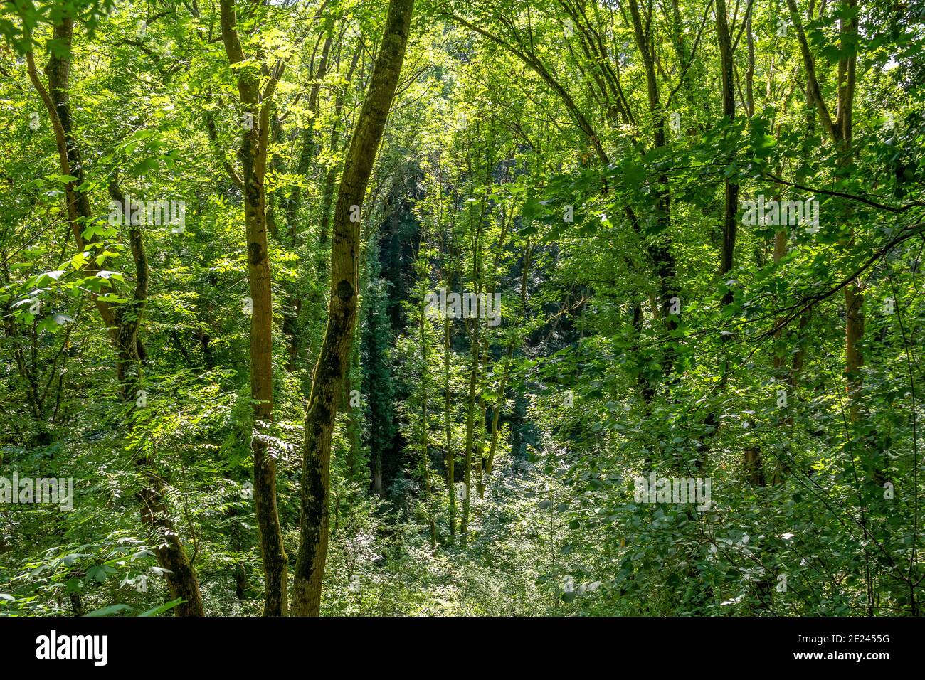 Summer time vegetation hi-res stock photography and images - Alamy