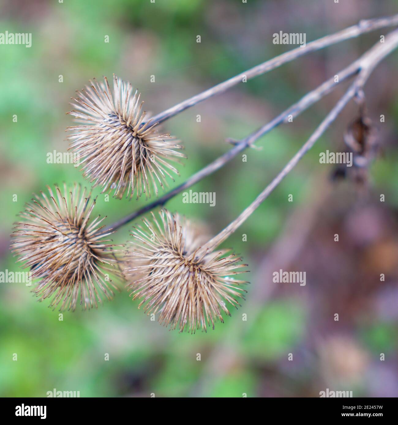 Cockleburs hi-res stock photography and images - Alamy