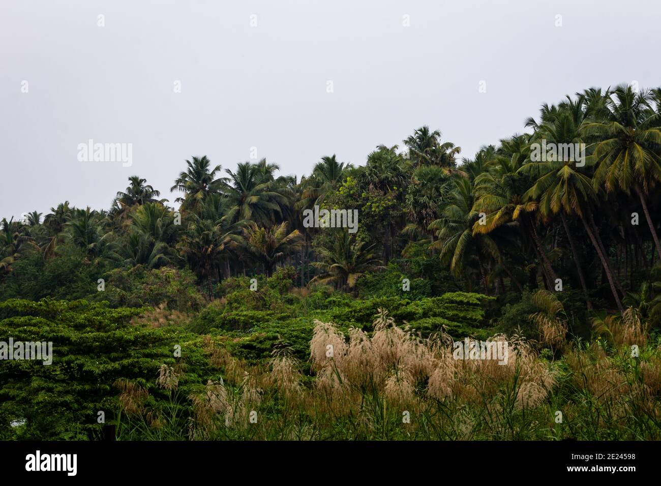 View of coconut tree plantation along the Bharathappuzha River (also ...
