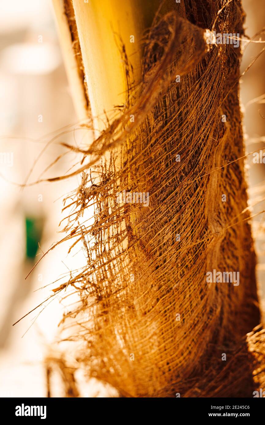 Thatched roof tropical gazebo hi-res stock photography and images - Alamy