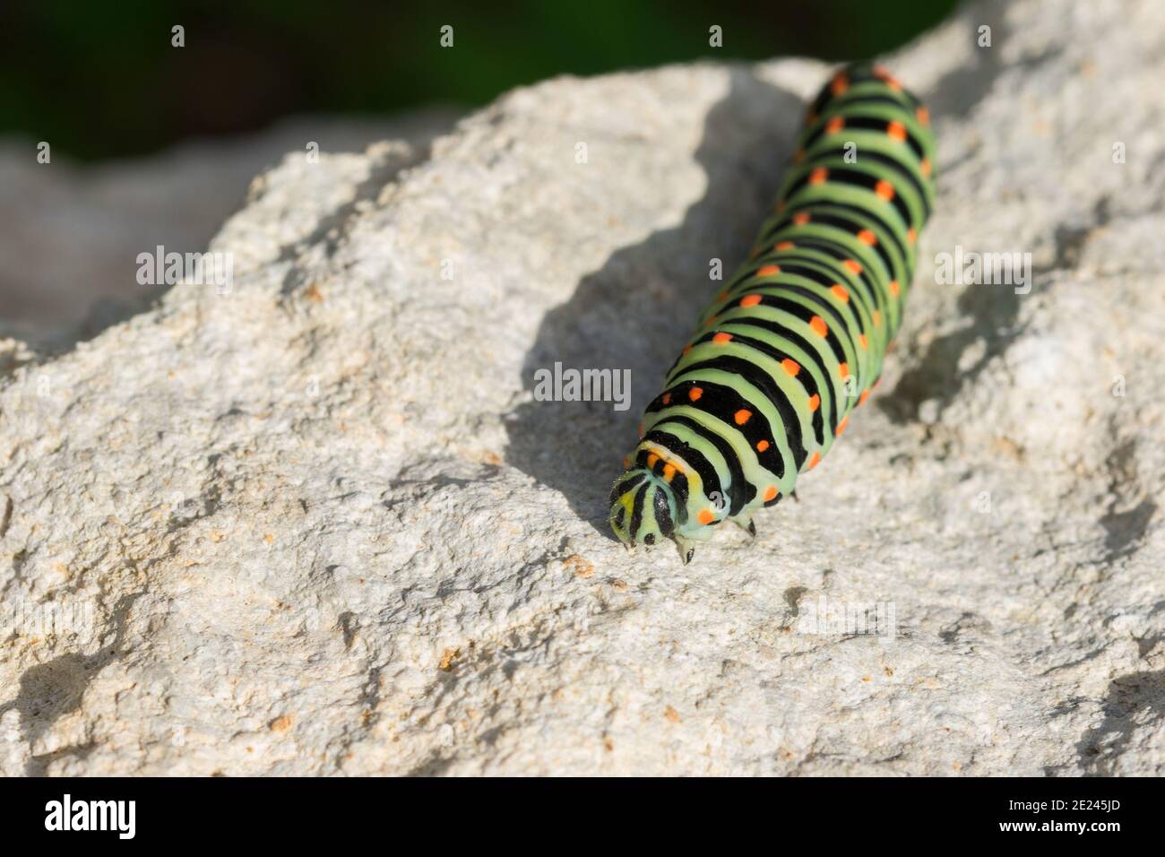 Closeup shot of a caterpillar of a Maltese swallowtail butterfly on ...