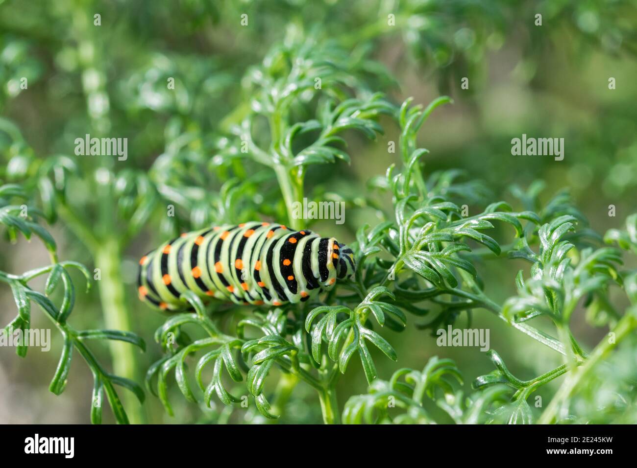 Closeup shot of a caterpillar of a Maltese swallowtail butterfly on ...
