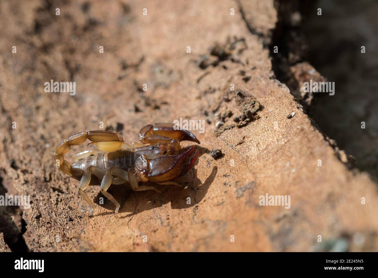 High angle shot of scorpion on a tree log in Maltese Island Stock Photo ...