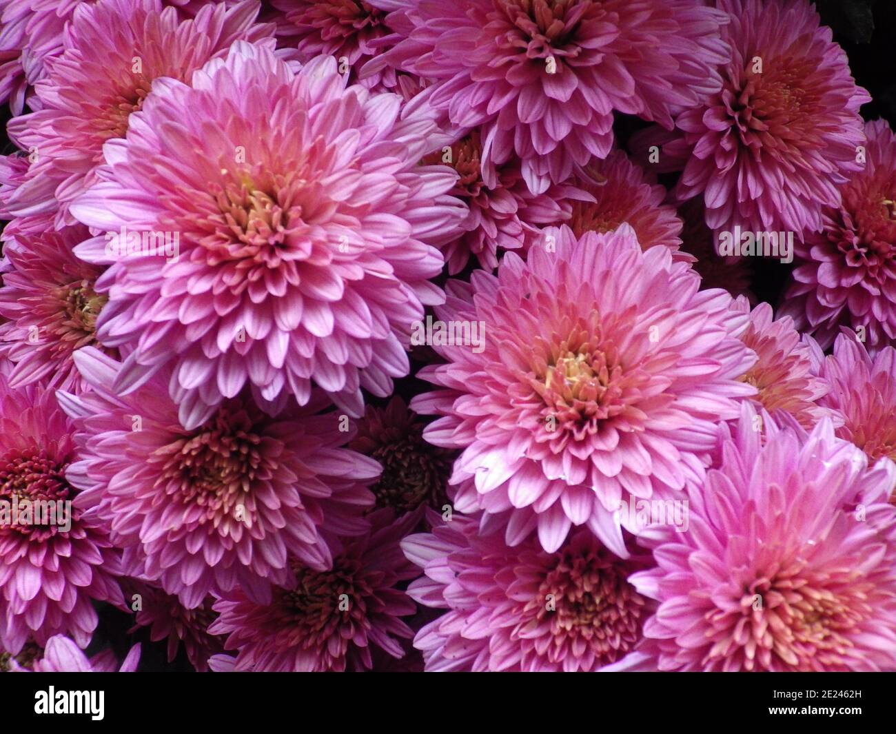 Closeup shot of exotic round flowers with small pink petals Stock Photo ...