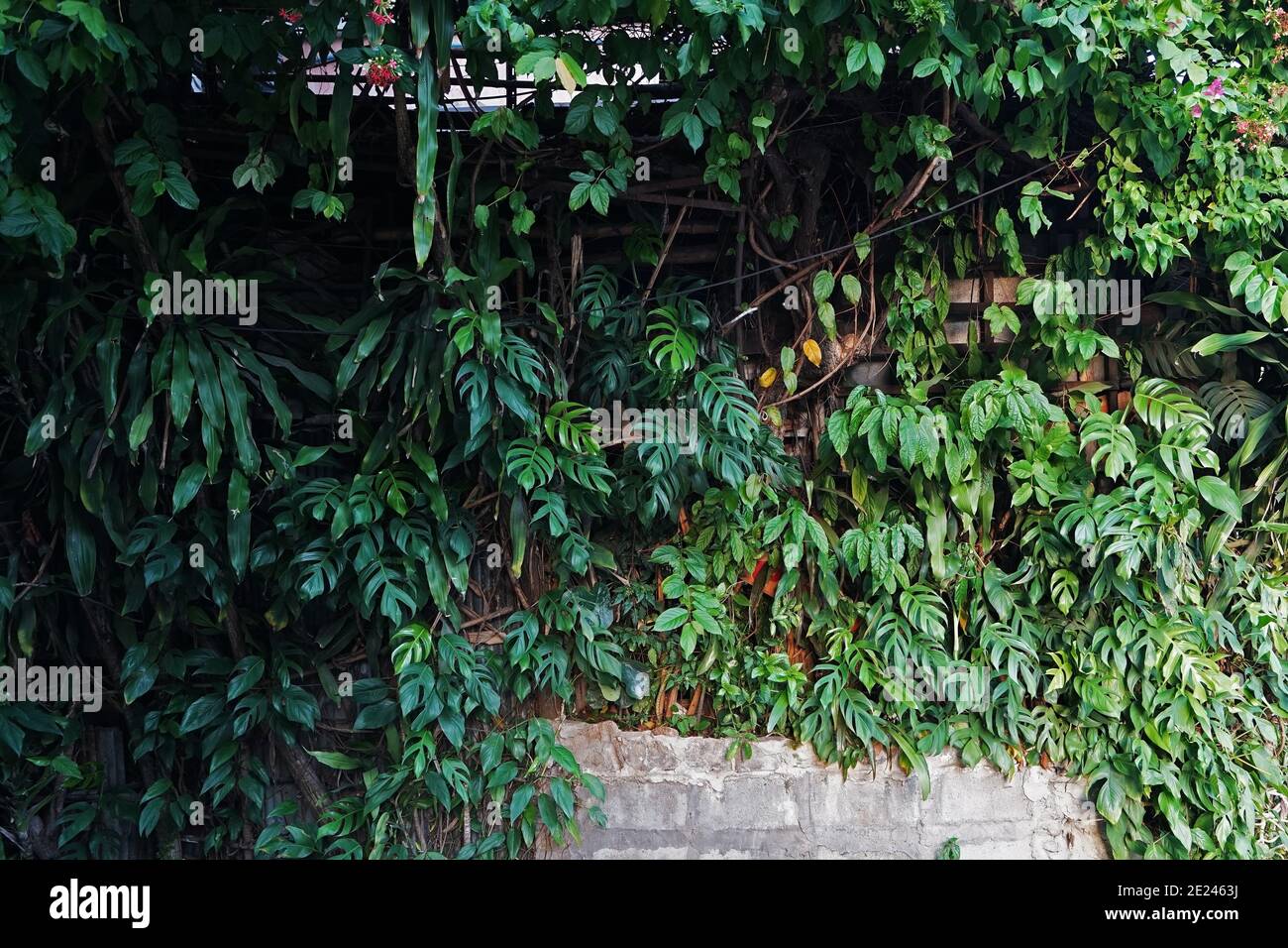 Natural green plants on hi-res stock photography and images - Alamy