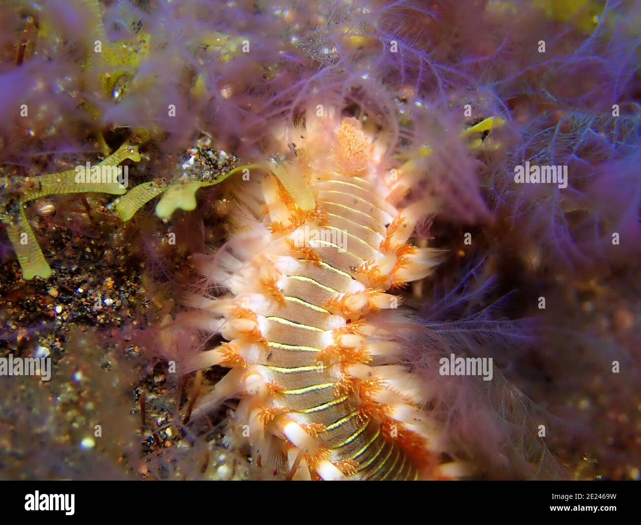 Bearded fireworm - a type of marine bristleworm, underwater in El ...