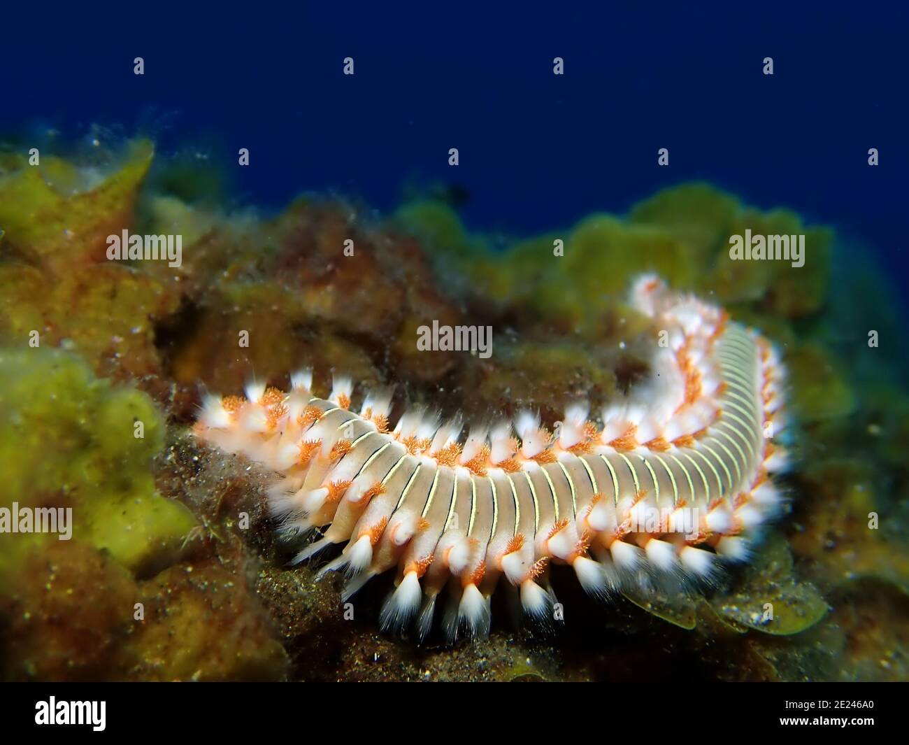 Bearded fireworm floating underwater in El Hierro, Canary islands Stock ...