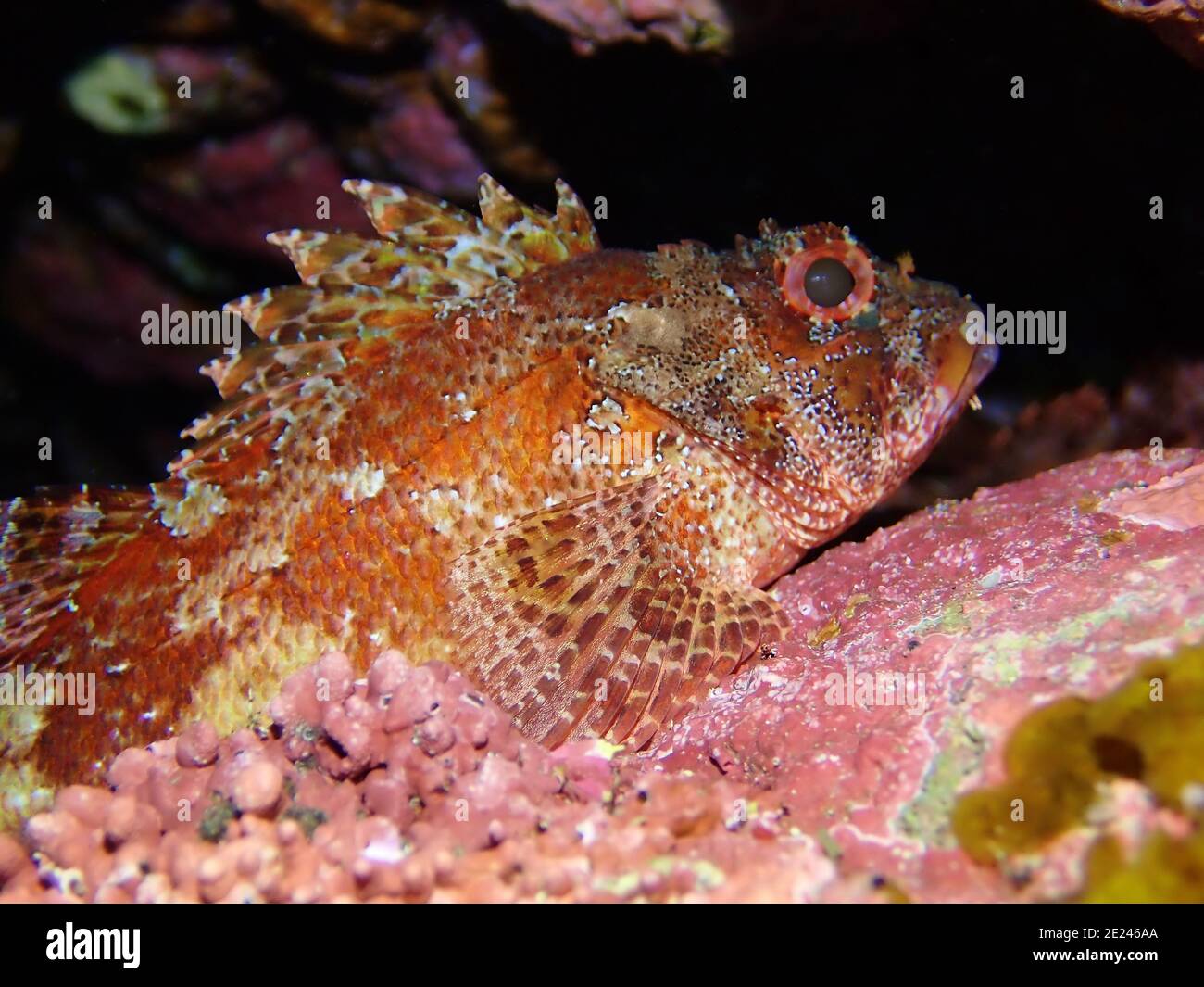 Rockfish species hi-res stock photography and images - Alamy