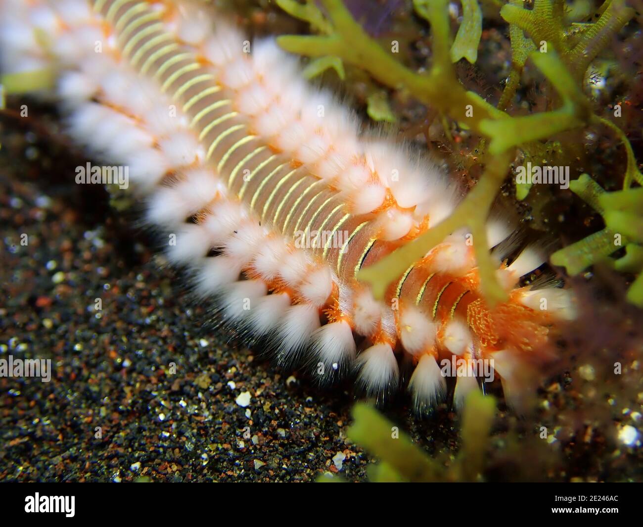 Closeup of a bearded fireworm underwater, the fauna of Canary islands ...