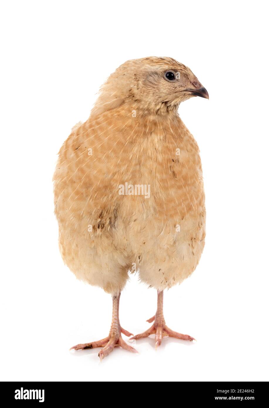 Japanese quail in front of white background Stock Photo - Alamy