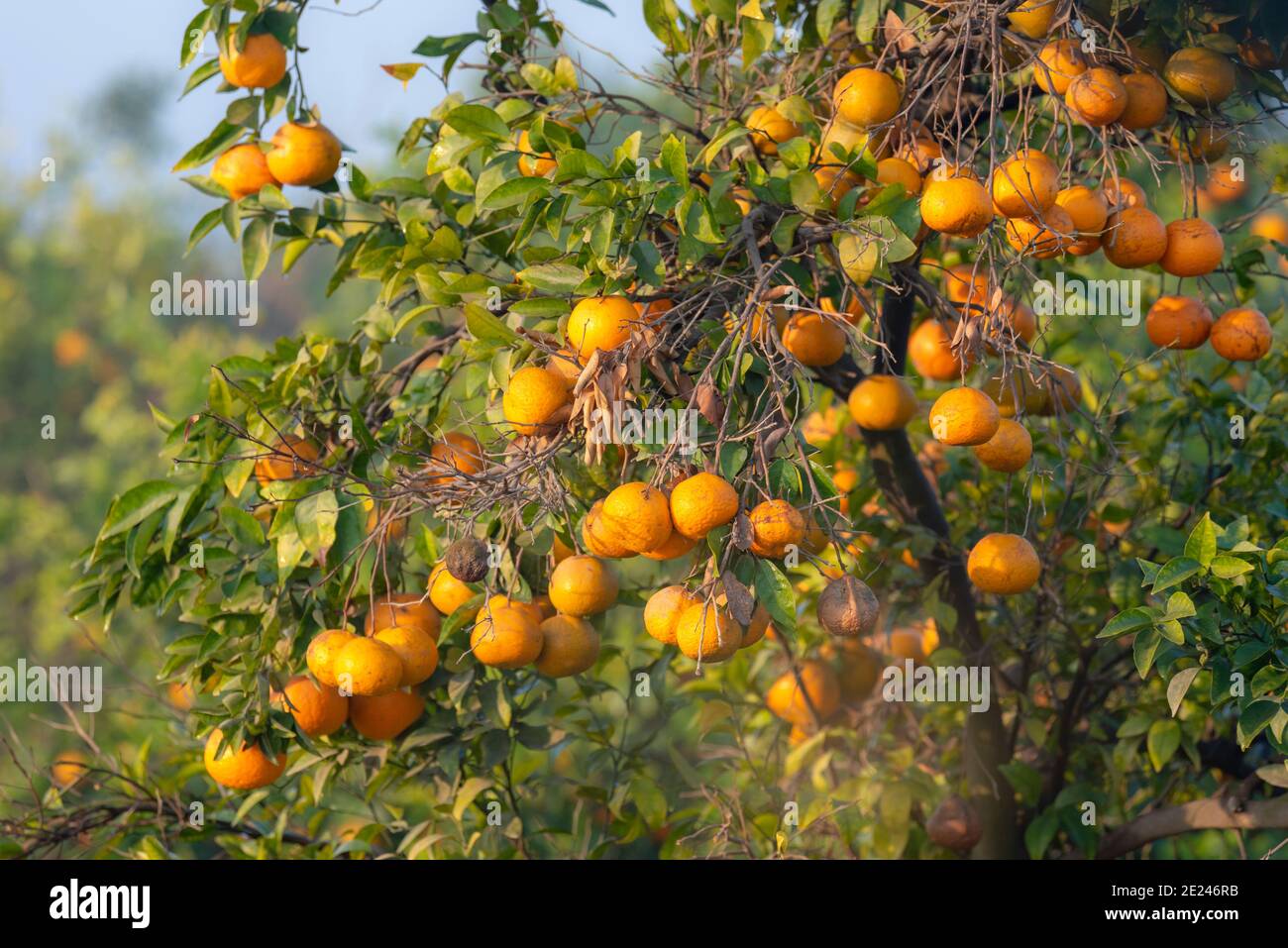 Orange farm gauteng south africa hi-res stock photography and images ...