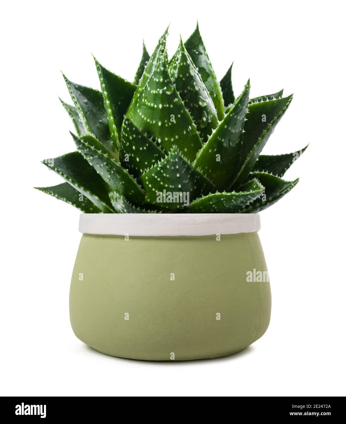 Aloe vera plant in pot hi-res stock photography and images - Alamy
