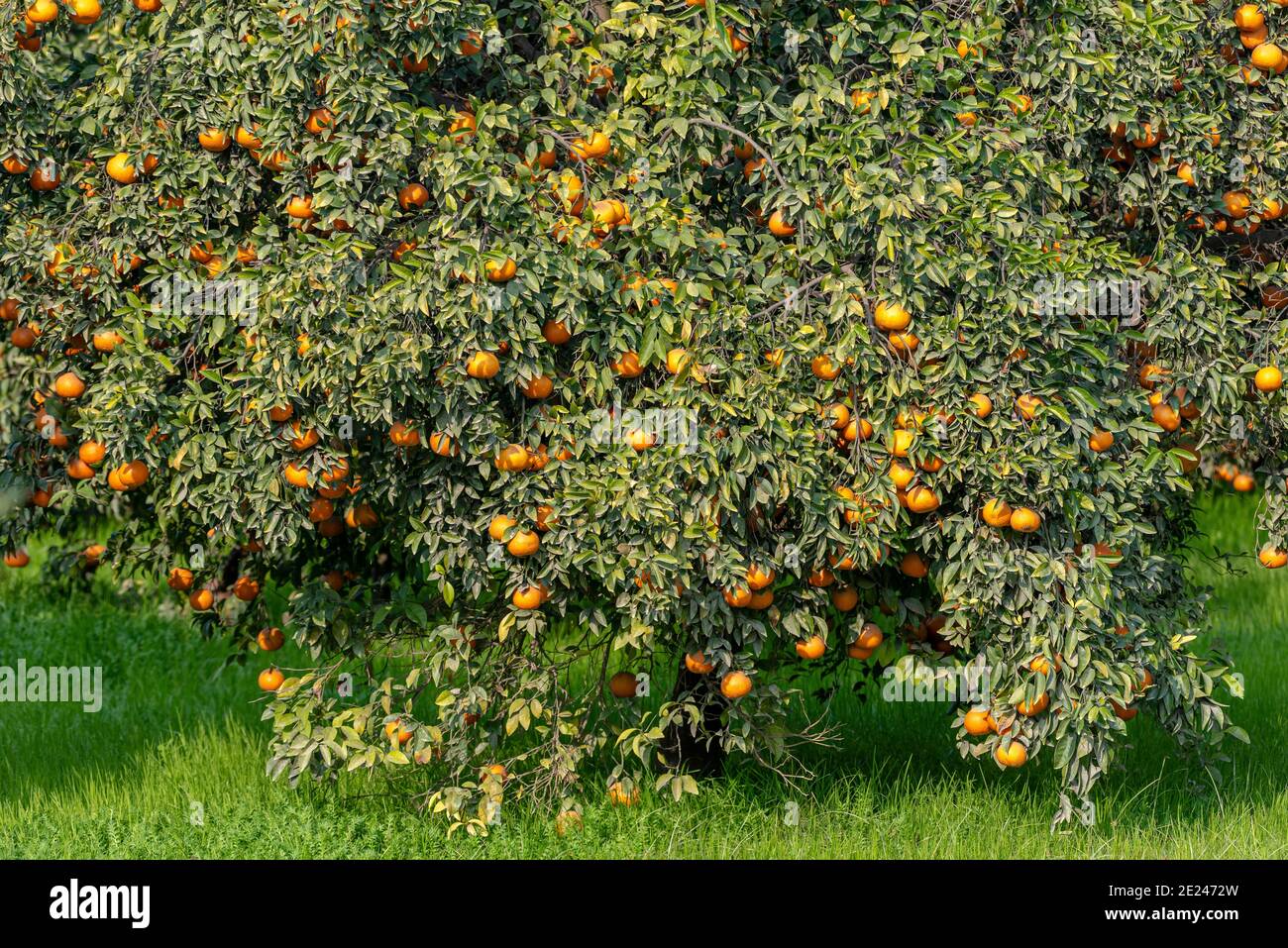 Orange Farm is a township located approximately 45 km from Johannesburg ...
