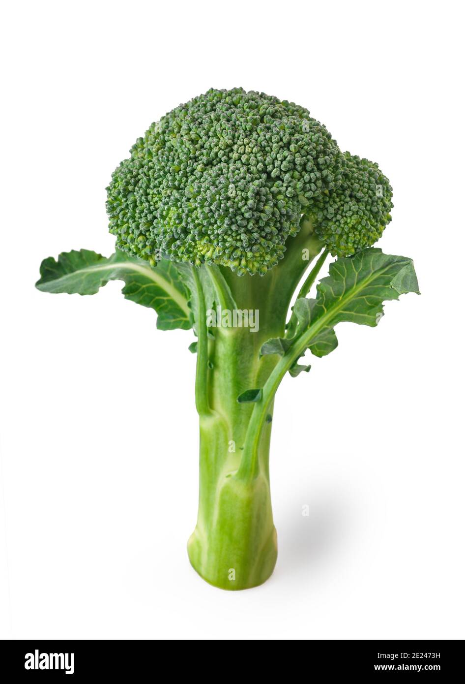 Green Broccoli isolated on white background Stock Photo - Alamy