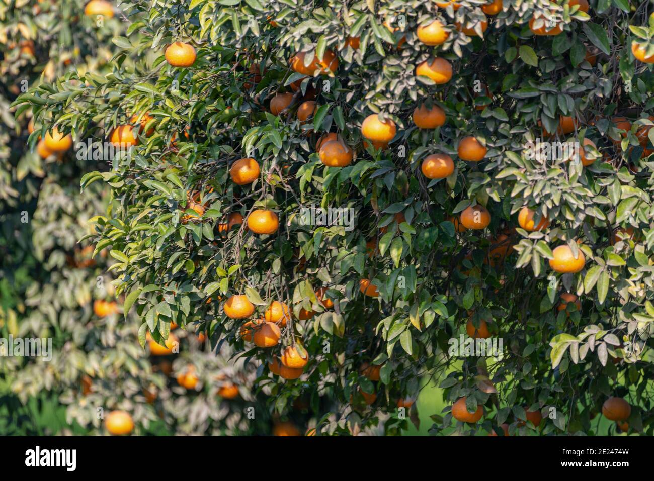 Orange Farm is a township located approximately 45 km from Johannesburg ...