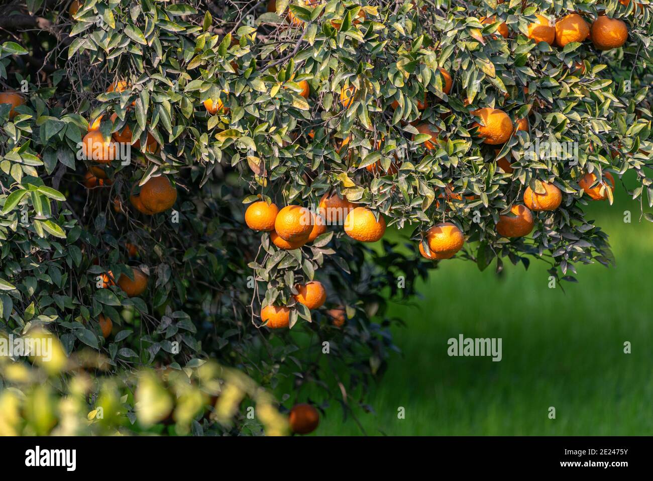 Orange Farm is a township located approximately 45 km from Johannesburg ...