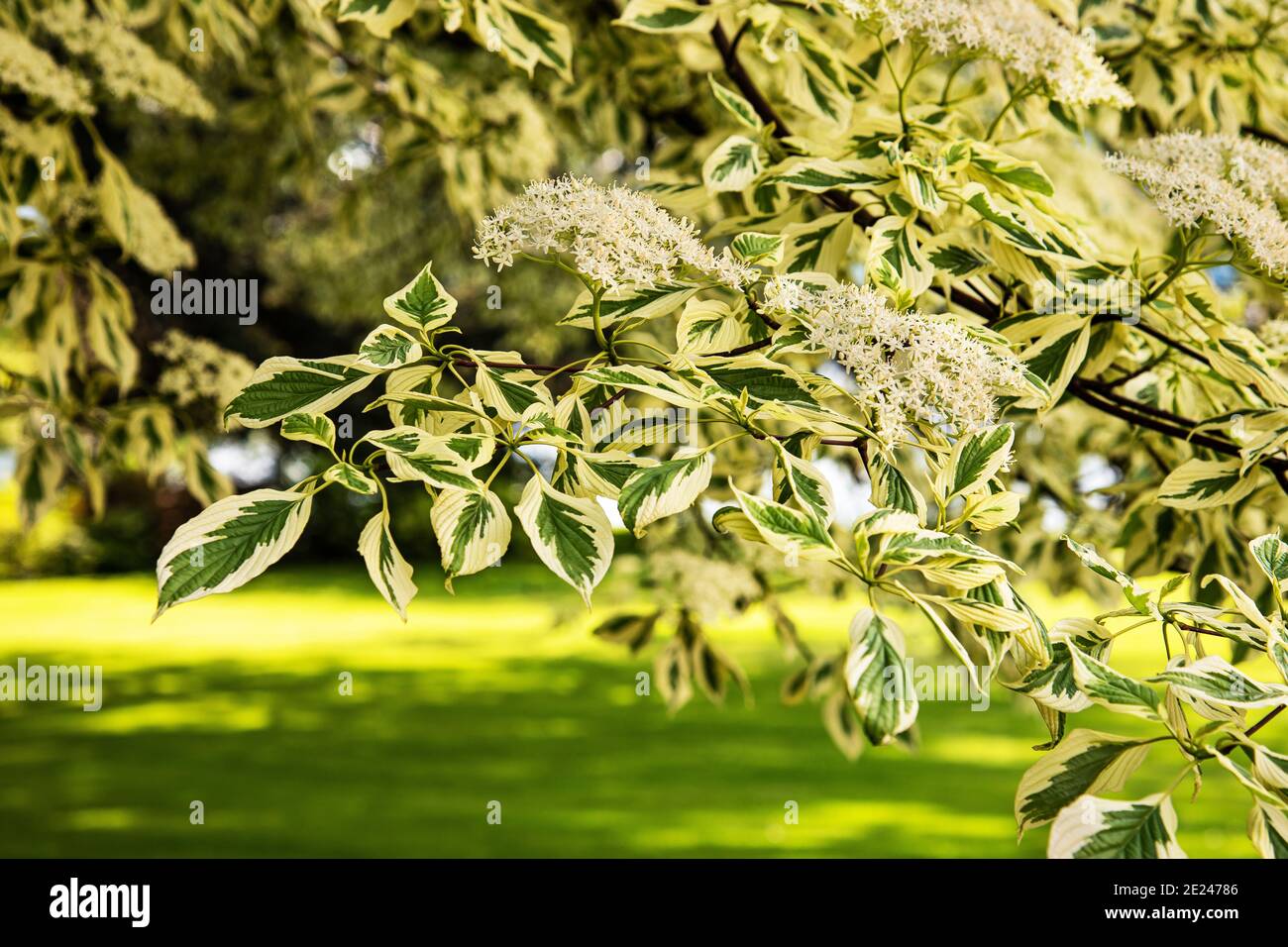 Cornus controversa variegata in blossom Stock Photo - Alamy