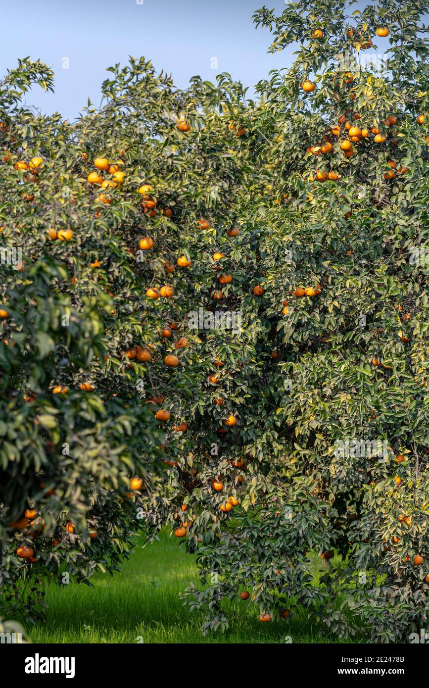 Orange farm gauteng south africa hi-res stock photography and images ...