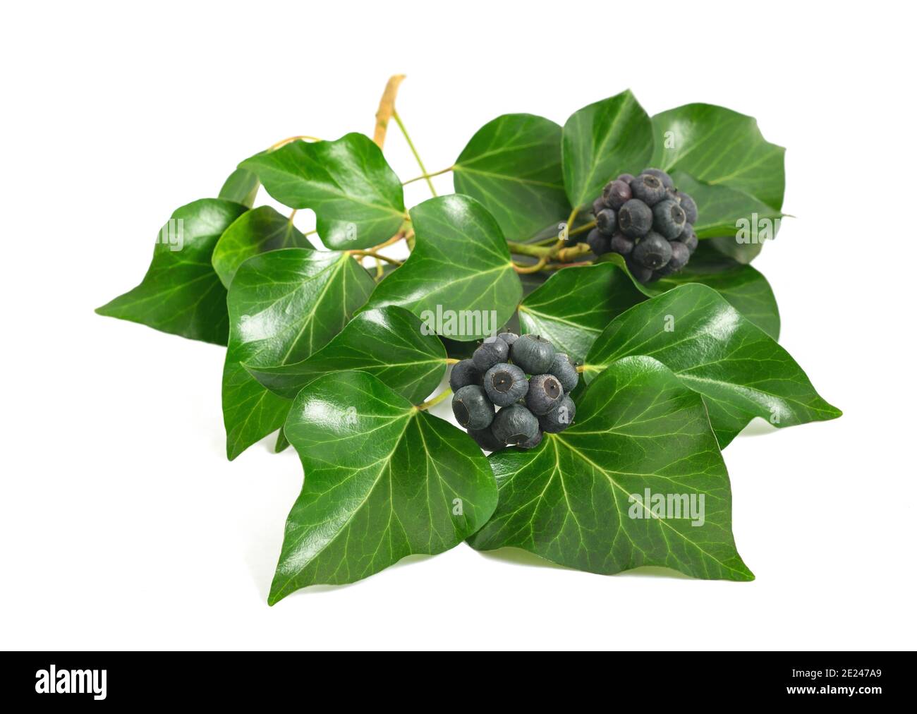 Ivy branch with berries isolated on white Stock Photo - Alamy
