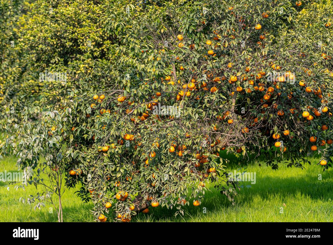 Orange Farm is a township located approximately 45 km from Johannesburg ...