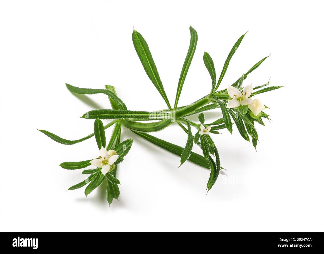 Cleavers (Galium aparine) isolated on white background Stock Photo - Alamy
