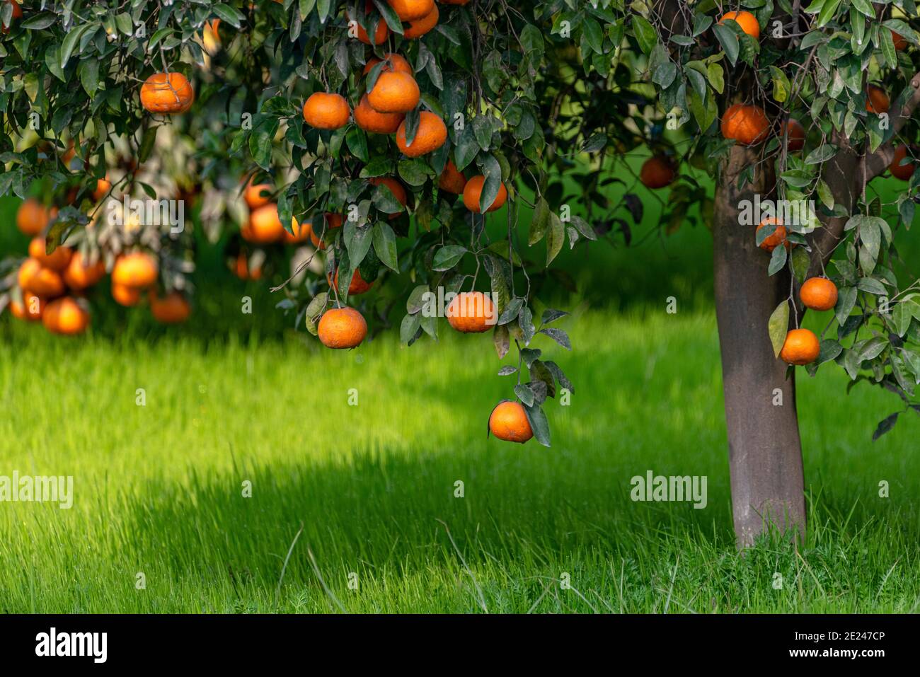 Orange farm gauteng south africa hi-res stock photography and images ...