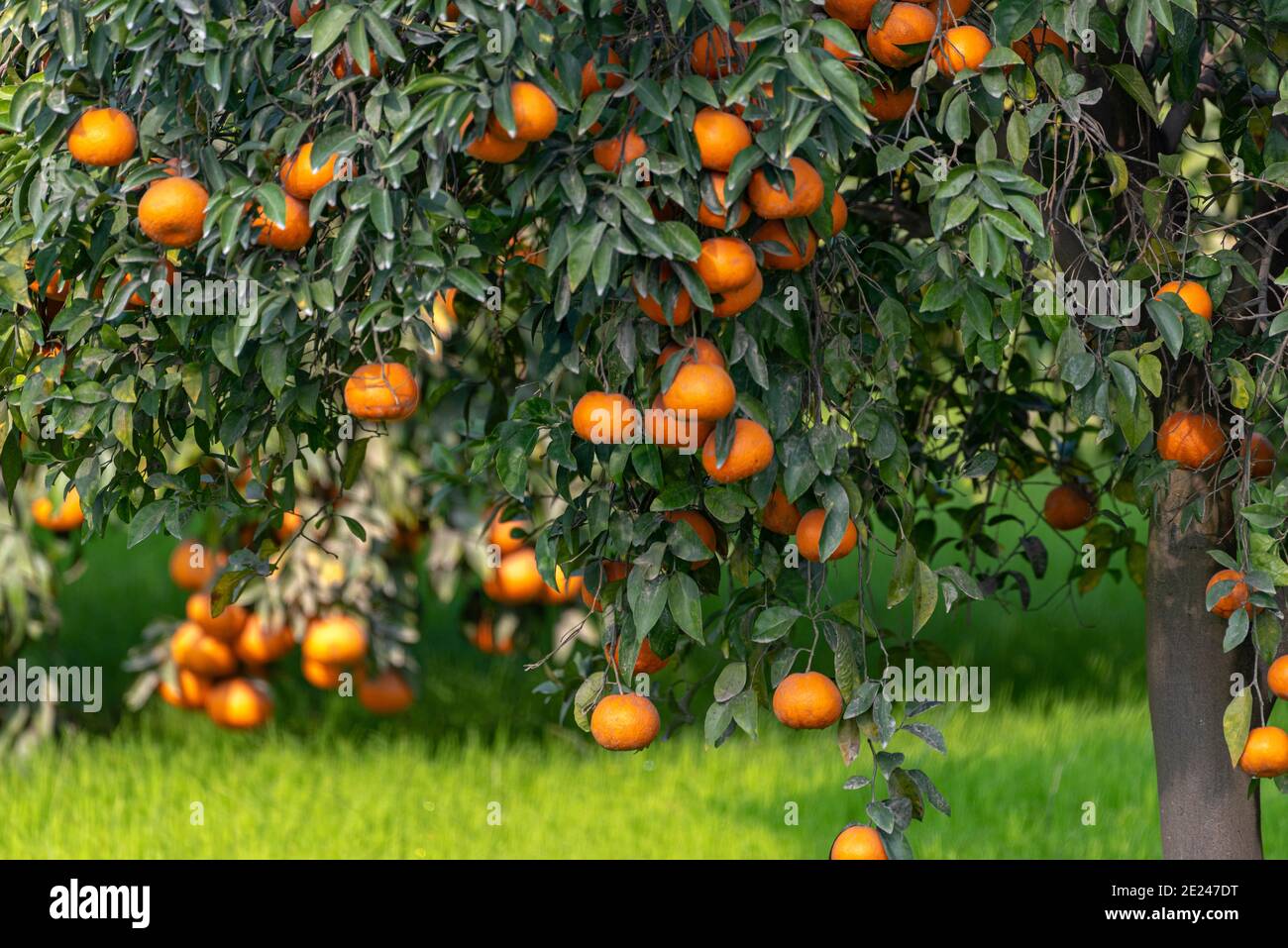 Orange farm gauteng south africa hi-res stock photography and images ...
