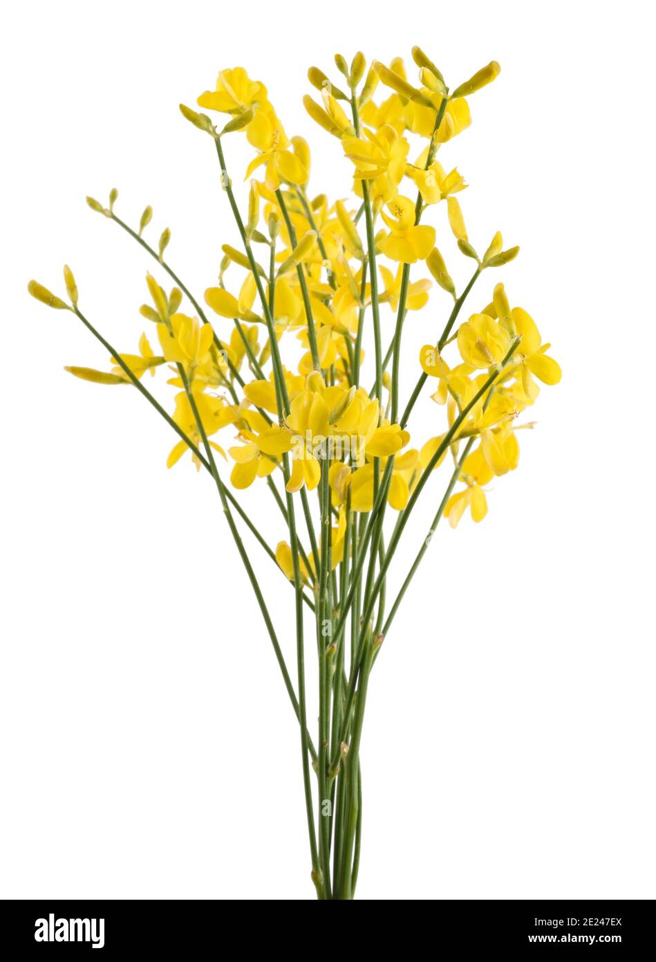 Ginesta flower hi-res stock photography and images - Alamy