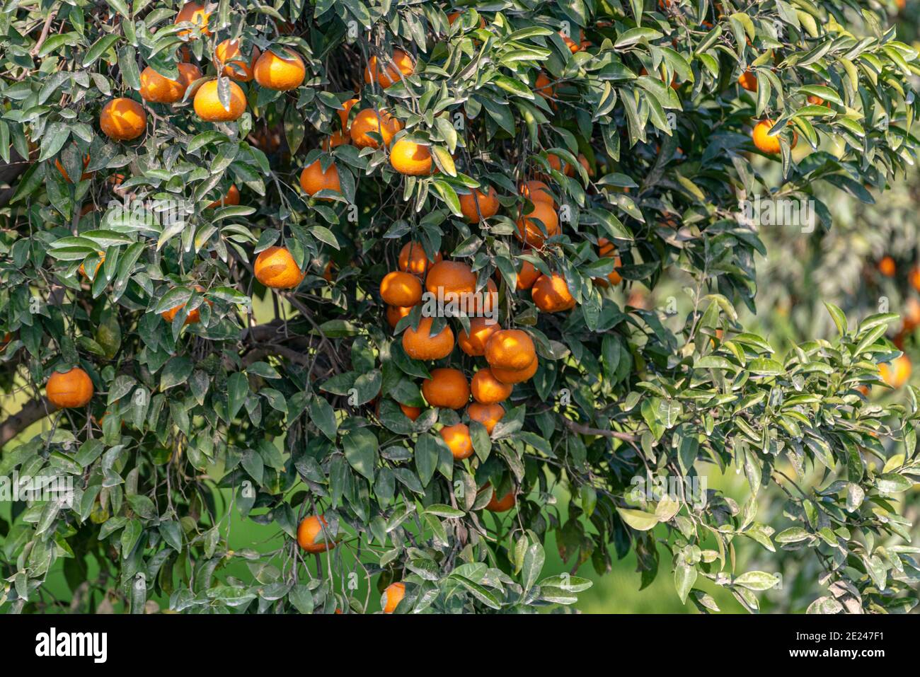 Orange farm gauteng south africa hi-res stock photography and images ...