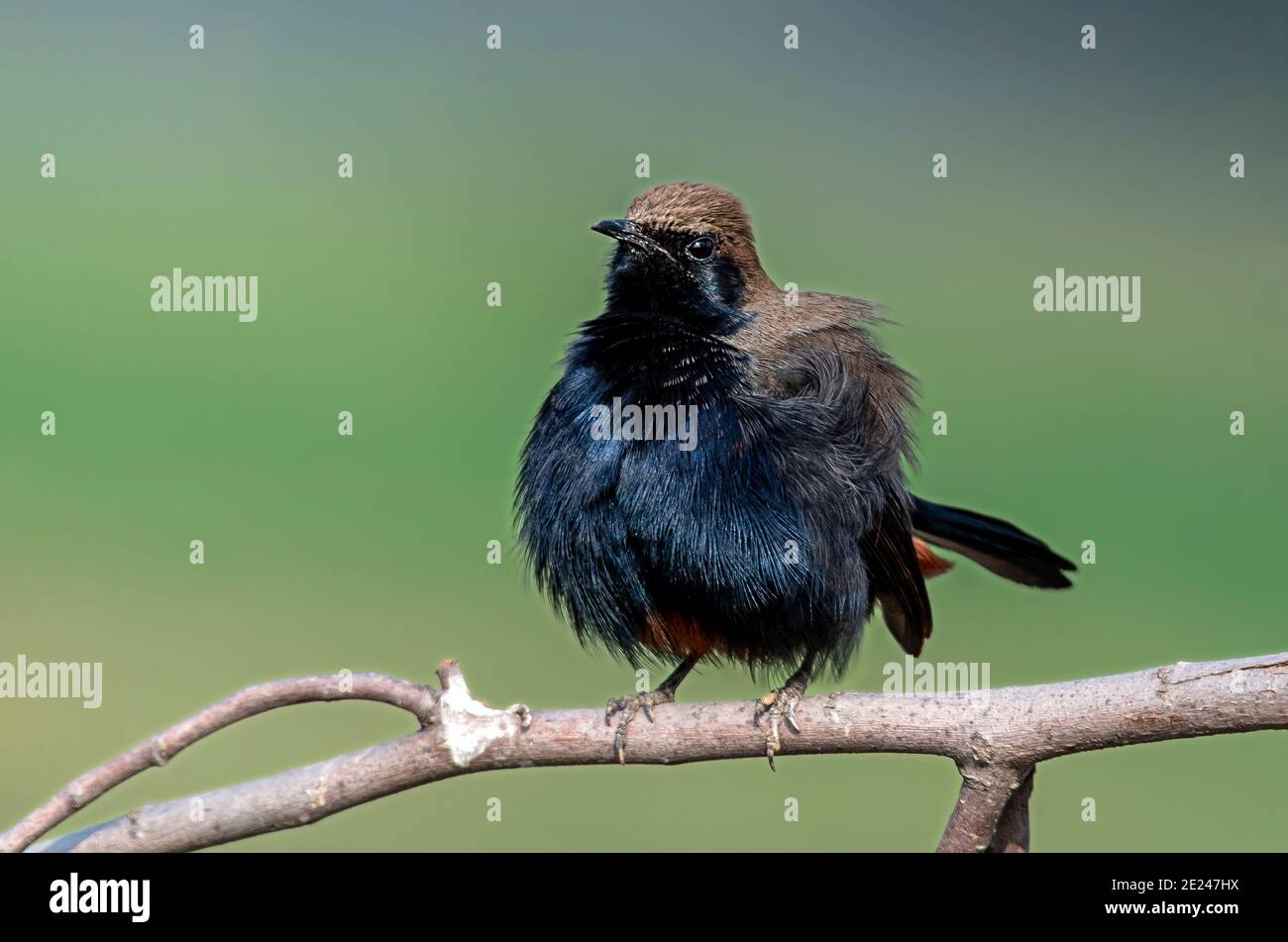 The Indian robin is a species of bird in the family Muscicapidae. It is ...