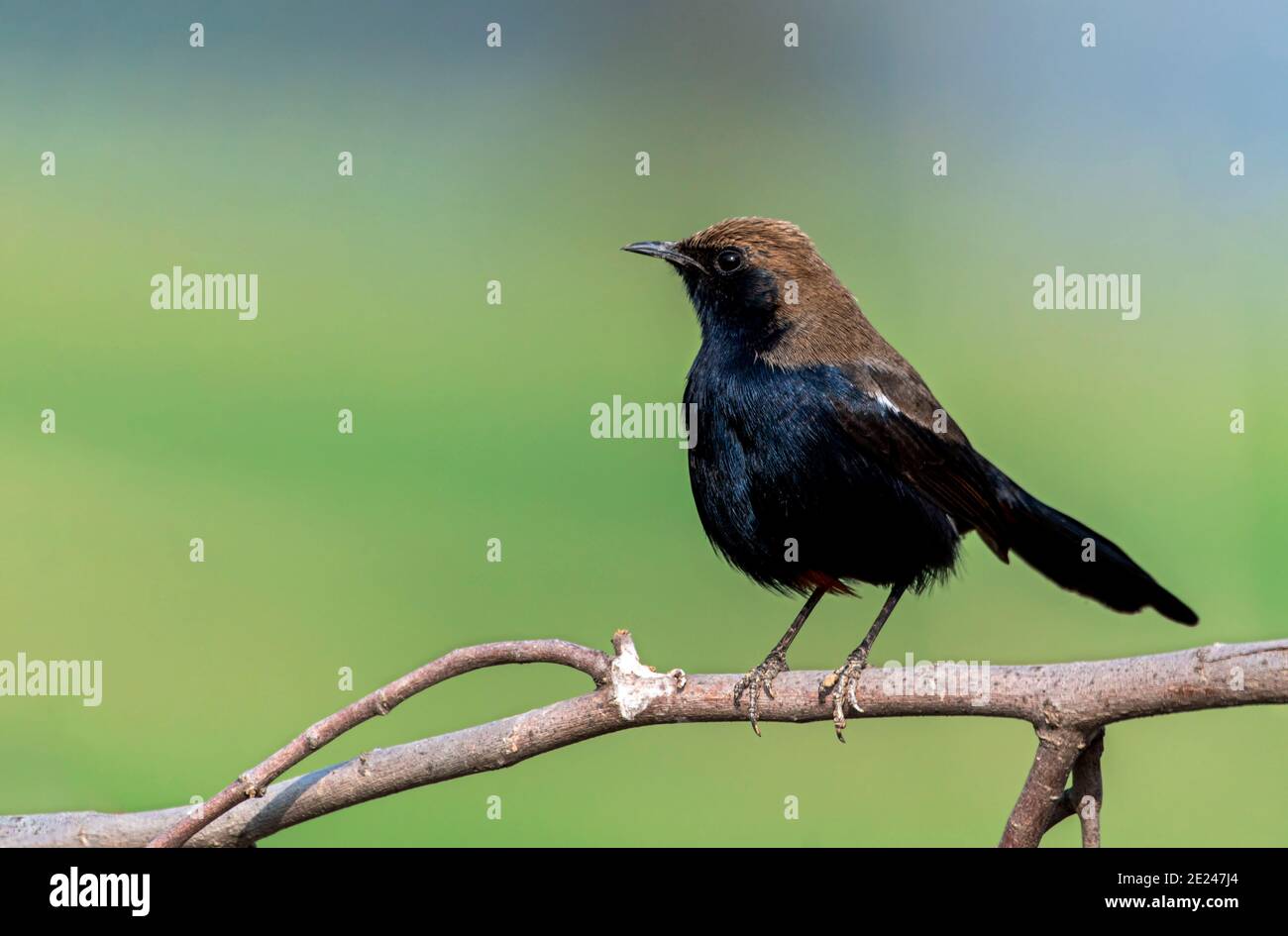 The Indian robin is a species of bird in the family Muscicapidae. It is ...