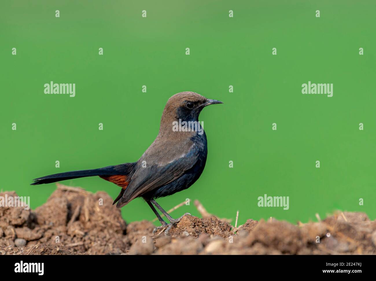 The Indian robin is a species of bird in the family Muscicapidae. It is ...