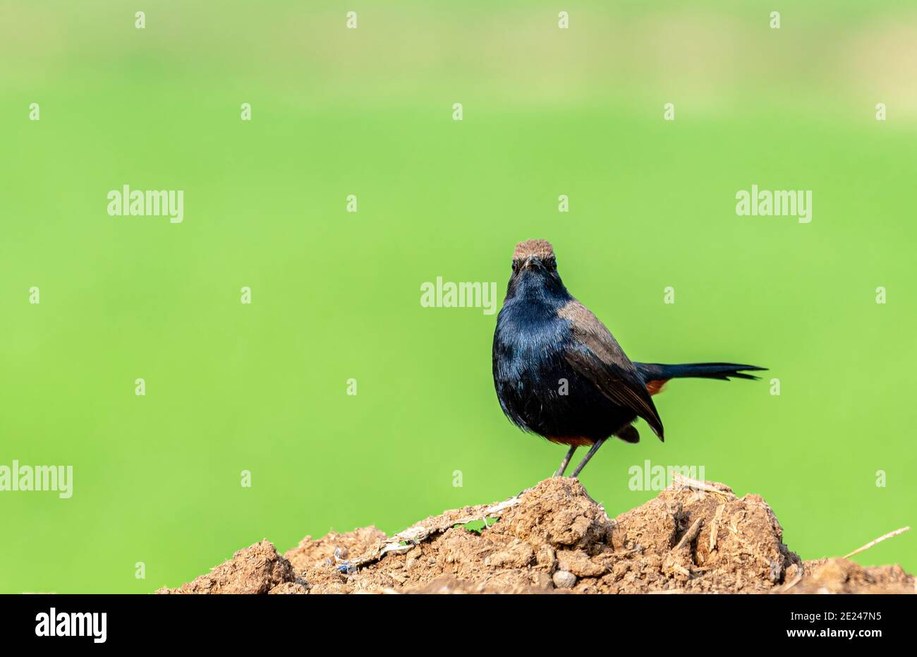 The Indian robin is a species of bird in the family Muscicapidae. It is ...