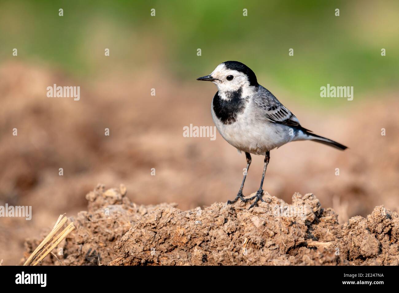 Wagtail Is A Free And Open Source Content Management System Cms