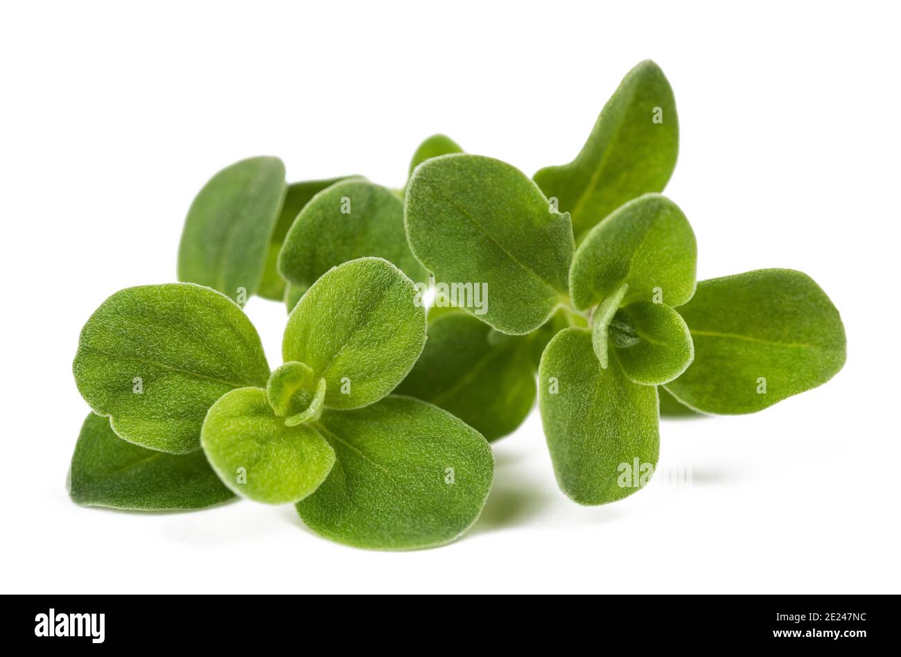 Fresh green marjoram plants isolated on white background Stock Photo ...