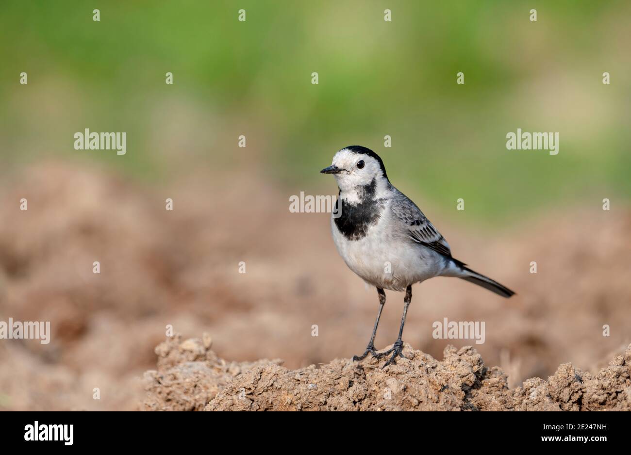 Wagtail Is A Free And Open Source Content Management System Cms