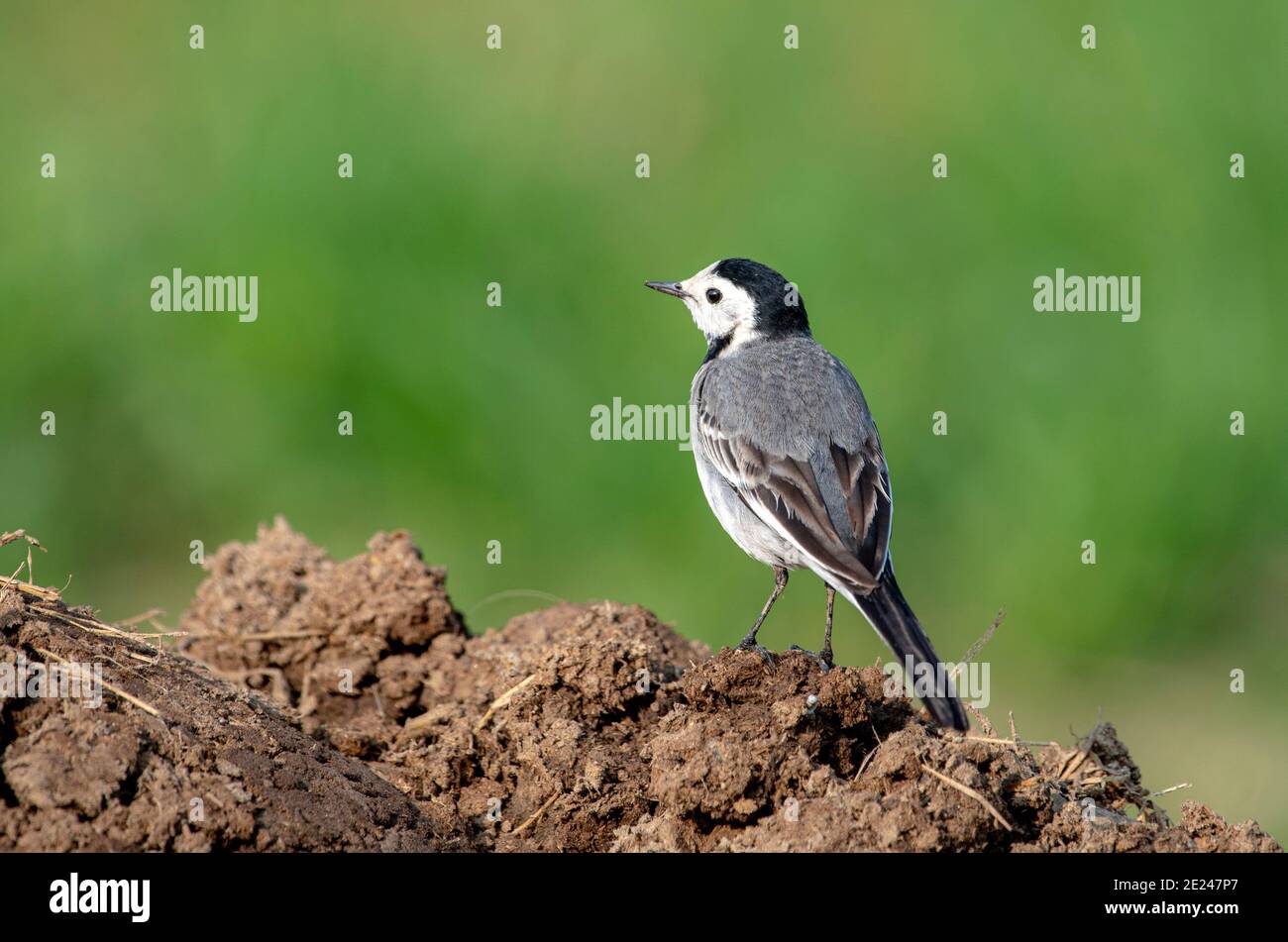 Wagtail is a free and open source content management system (CMS ...