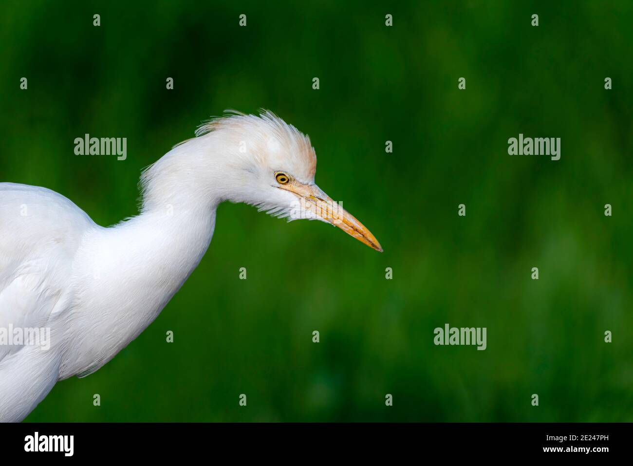 The cattle egret is a cosmopolitan species of heron found in the ...
