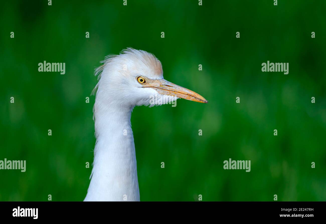 The cattle egret is a cosmopolitan species of heron found in the ...
