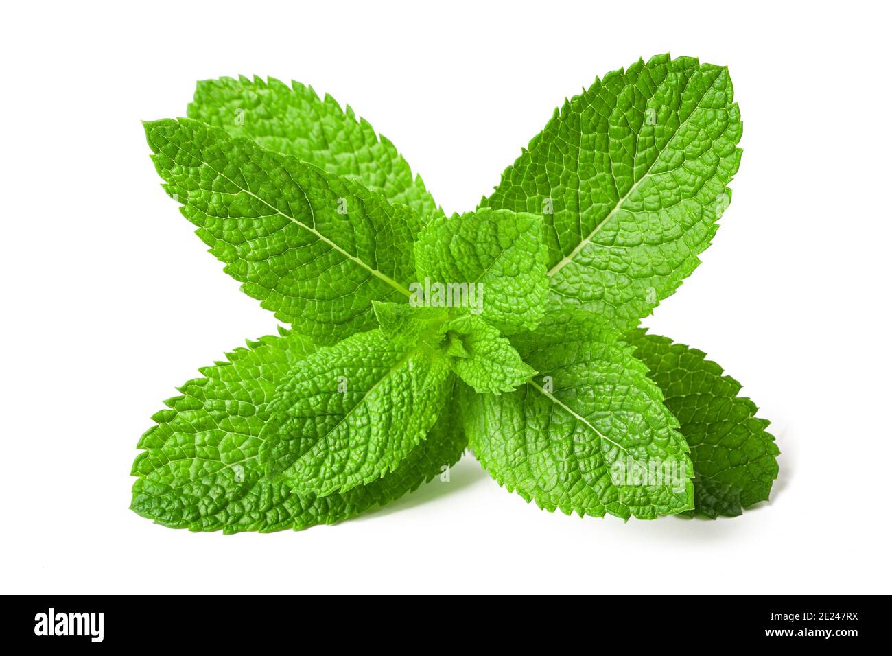 Fresh mint sprig isolated on white background Stock Photo - Alamy