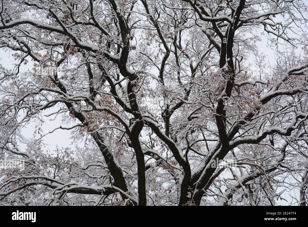 A view of a mighty, mature, old oak tree bare branches covered with ...