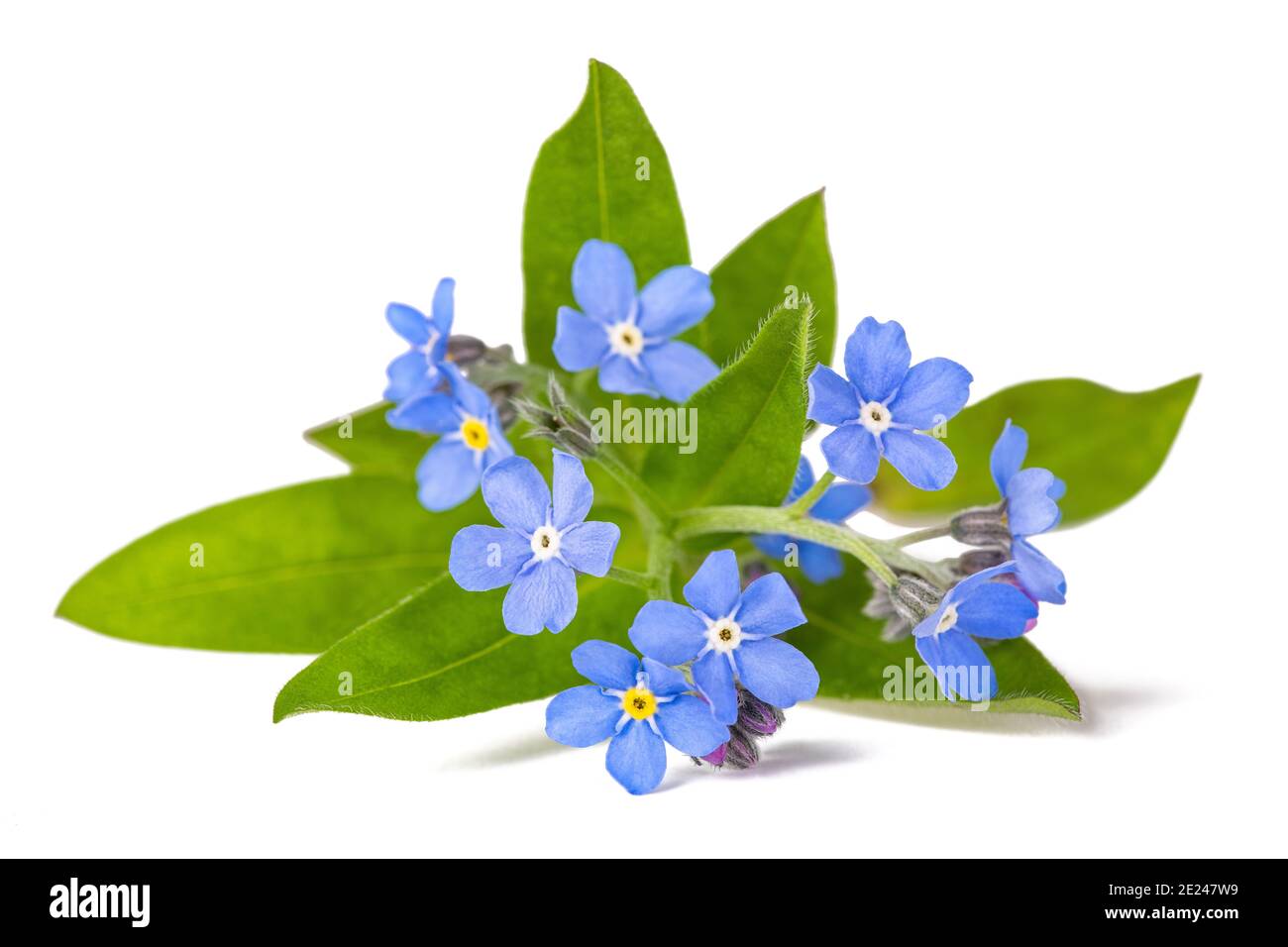 Forget me not (Myosotis) Flowers on White Background Stock Photo - Alamy