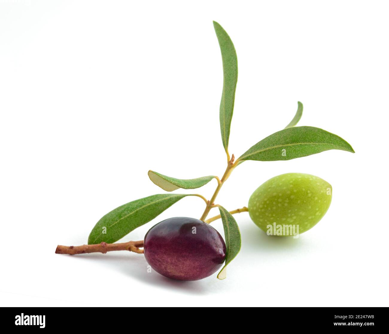Olive sprig hi-res stock photography and images - Alamy