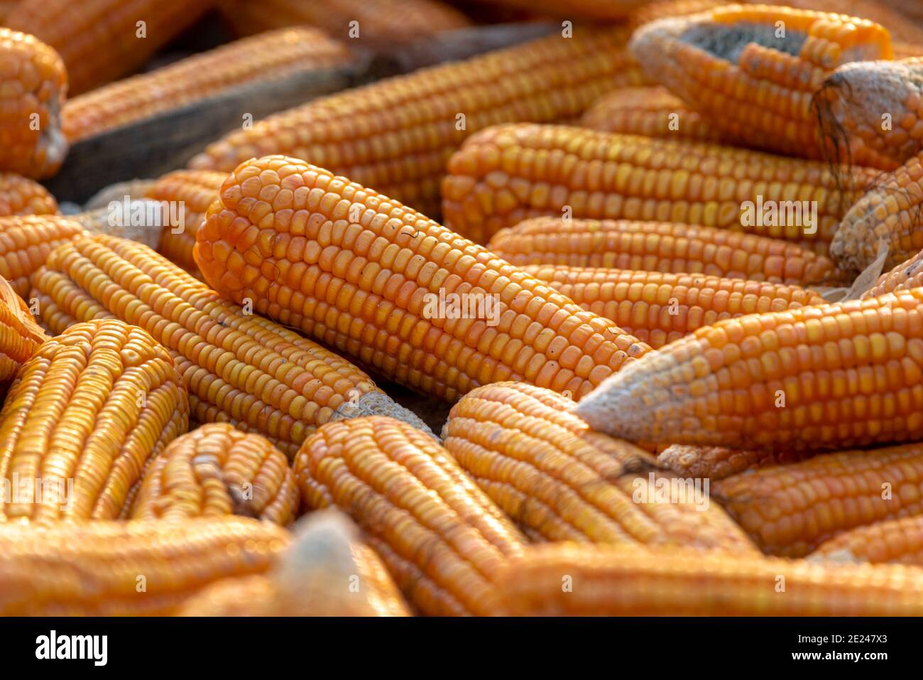 Maize, also known as corn, is a cereal grain first domesticated by ...