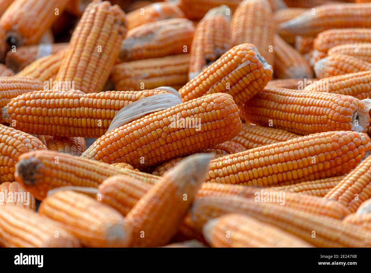 Maize, also known as corn, is a cereal grain first domesticated by ...