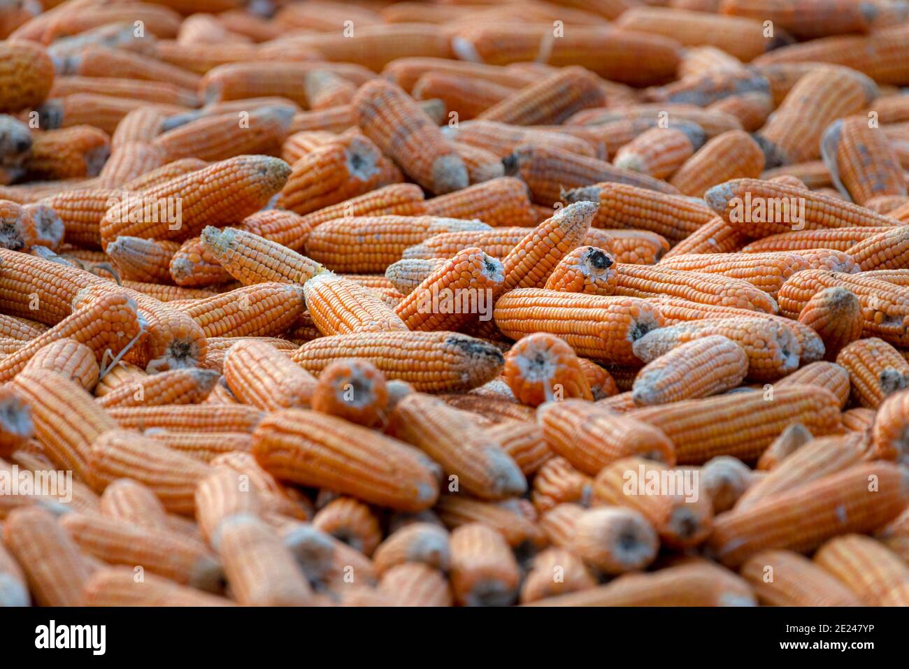 Maize, also known as corn, is a cereal grain first domesticated by ...